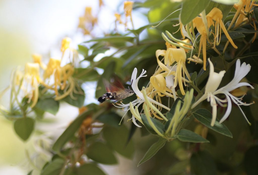 21 Breathtakingly Beautiful Flowering Vines to Suit Every Site - Garden ...