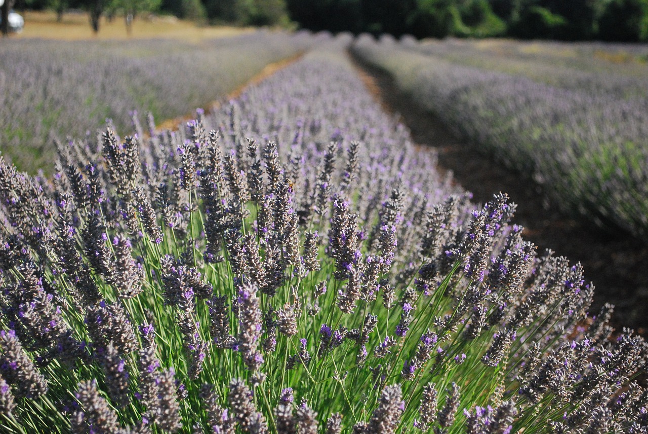 5 Extraordinary Lavender Plant Varieties to Explore for Different Uses ...