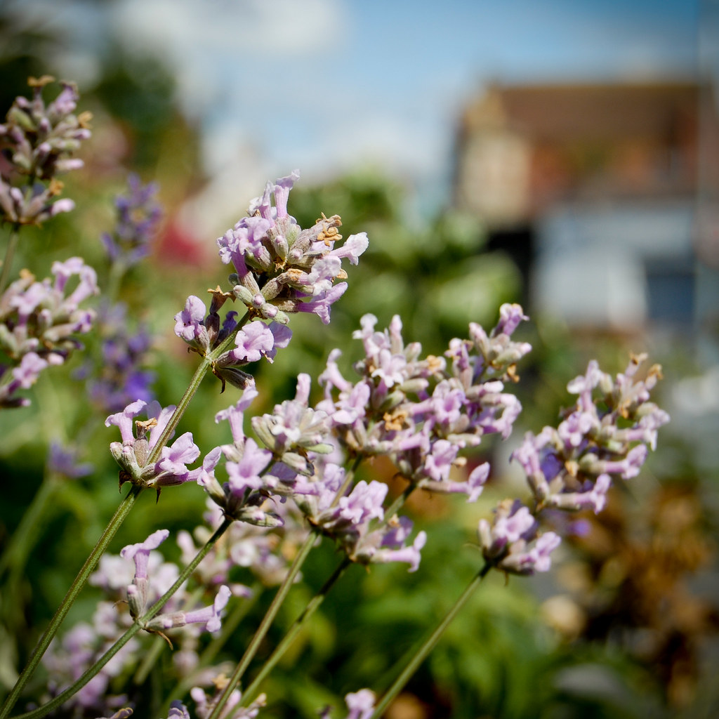 5 Extraordinary Lavender Plant Varieties to Explore for Different Uses ...
