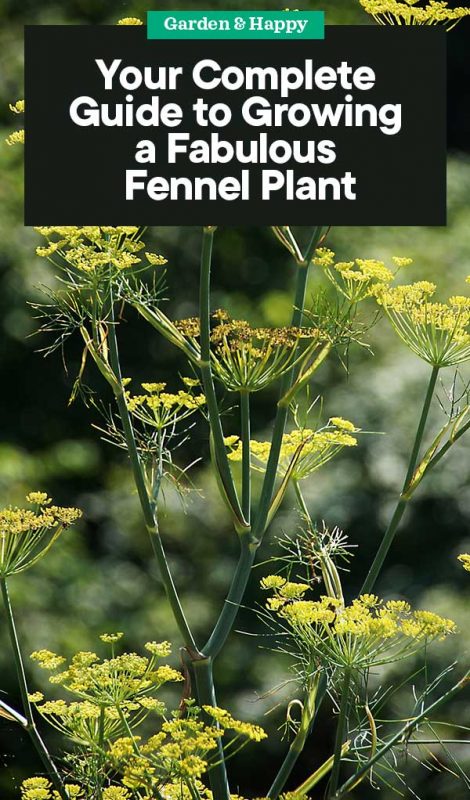 How to Grow Fennel Plant in Your Garden - Garden and Happy