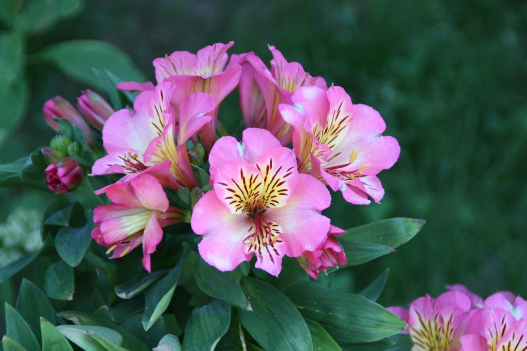 The Complete Guide to Growing 8 Elegant Alstroemeria Lilies - Garden ...