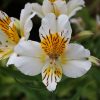 The Complete Guide to Growing 8 Elegant Alstroemeria Lilies - Garden ...