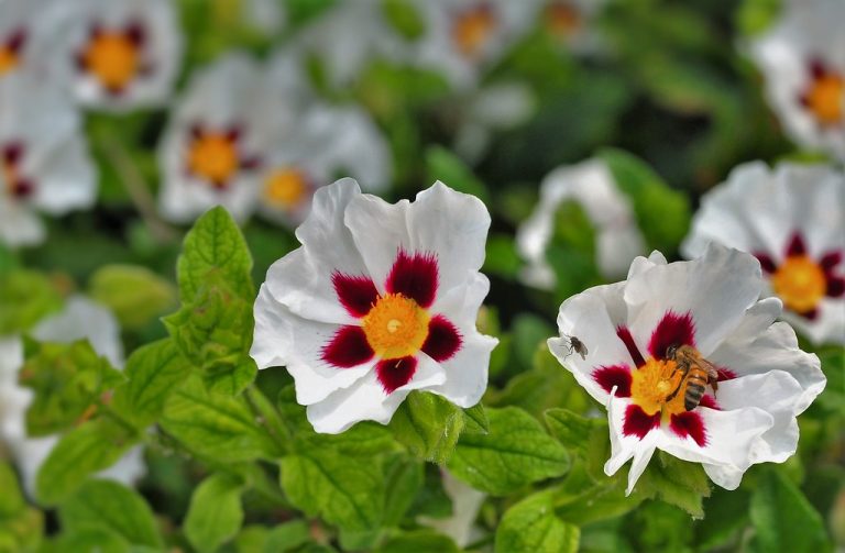 7 of the Most Beautiful Cistus Varieties (Rockroses) for Your Garden ...