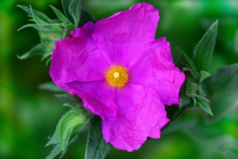 7 of the Most Beautiful Cistus Varieties (Rockroses) for Your Garden ...