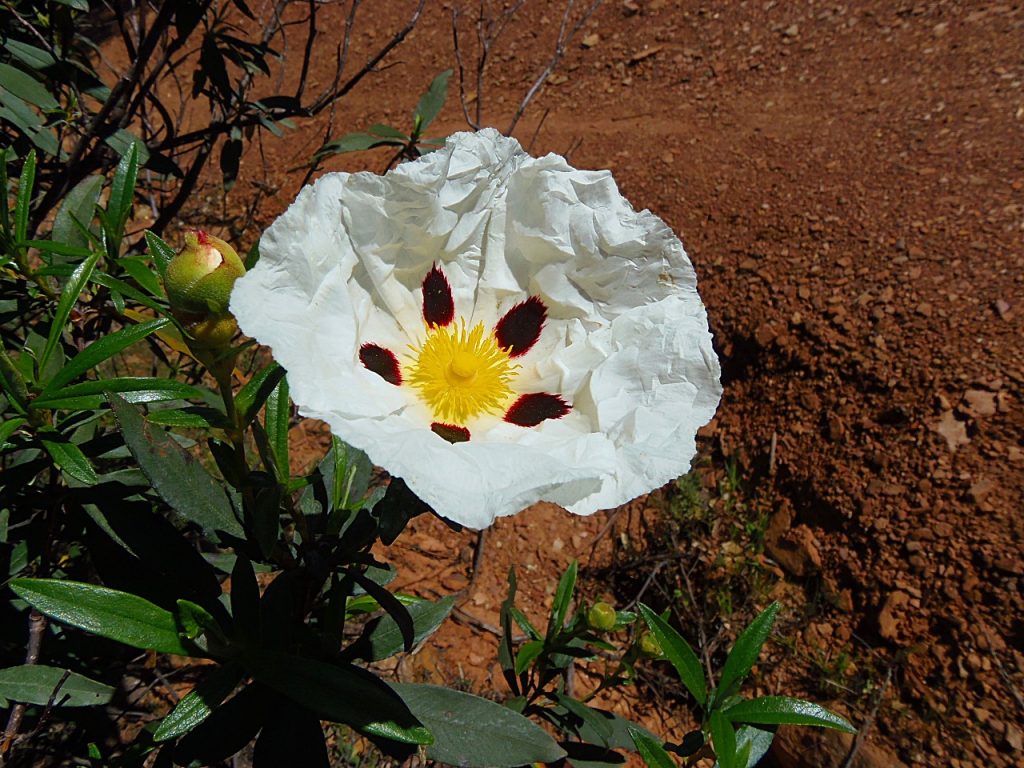 7 of the Most Beautiful Cistus Varieties (Rockroses) for Your Garden ...