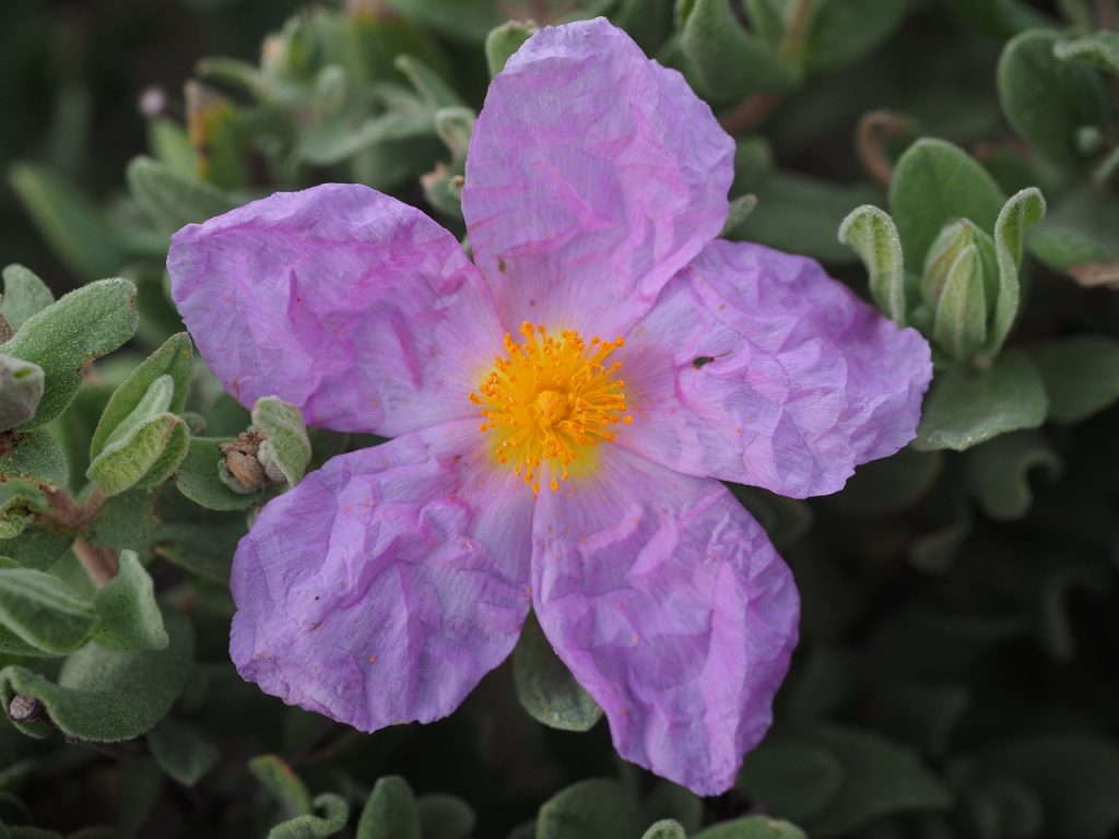 7 of the Most Beautiful Cistus Varieties (Rockroses) for Your Garden ...