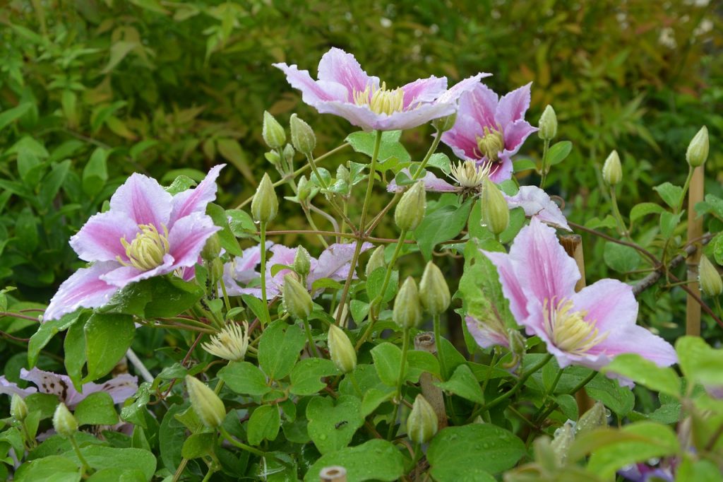 21 Breathtakingly Beautiful Flowering Vines to Suit Every Site - Garden ...