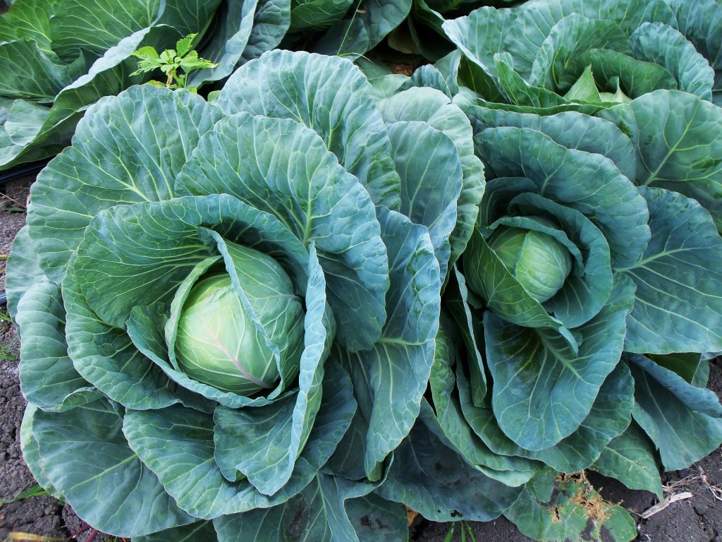 15 Giant Vegetables You Can Grow in Your Garden - Garden and Happy