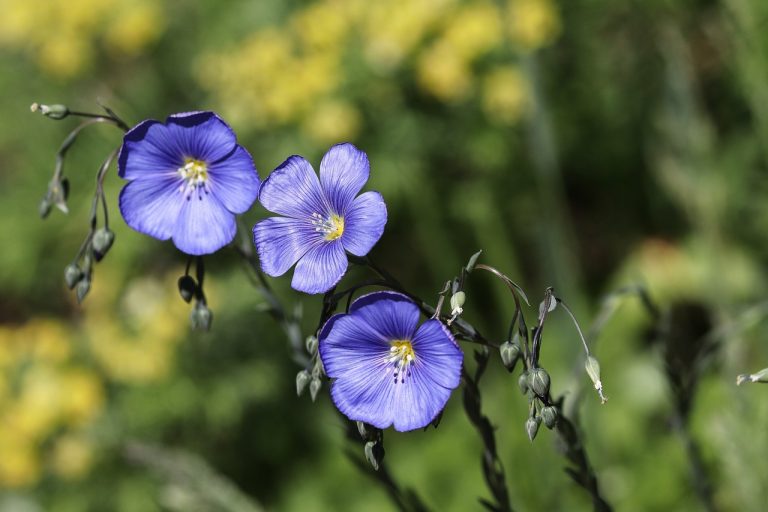 10 Delicious Grain Varieties to Grow In Your Garden - Garden and Happy