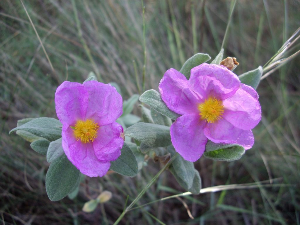 7 of the Most Beautiful Cistus Varieties (Rockroses) for Your Garden ...