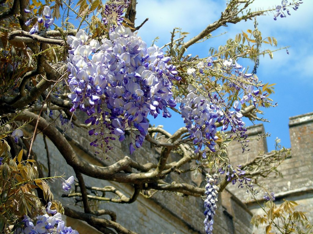 21 Breathtakingly Beautiful Flowering Vines to Suit Every Site - Garden ...