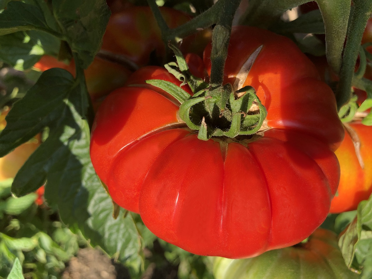 15 Giant Vegetables You Can Grow in Your Garden - Garden and Happy