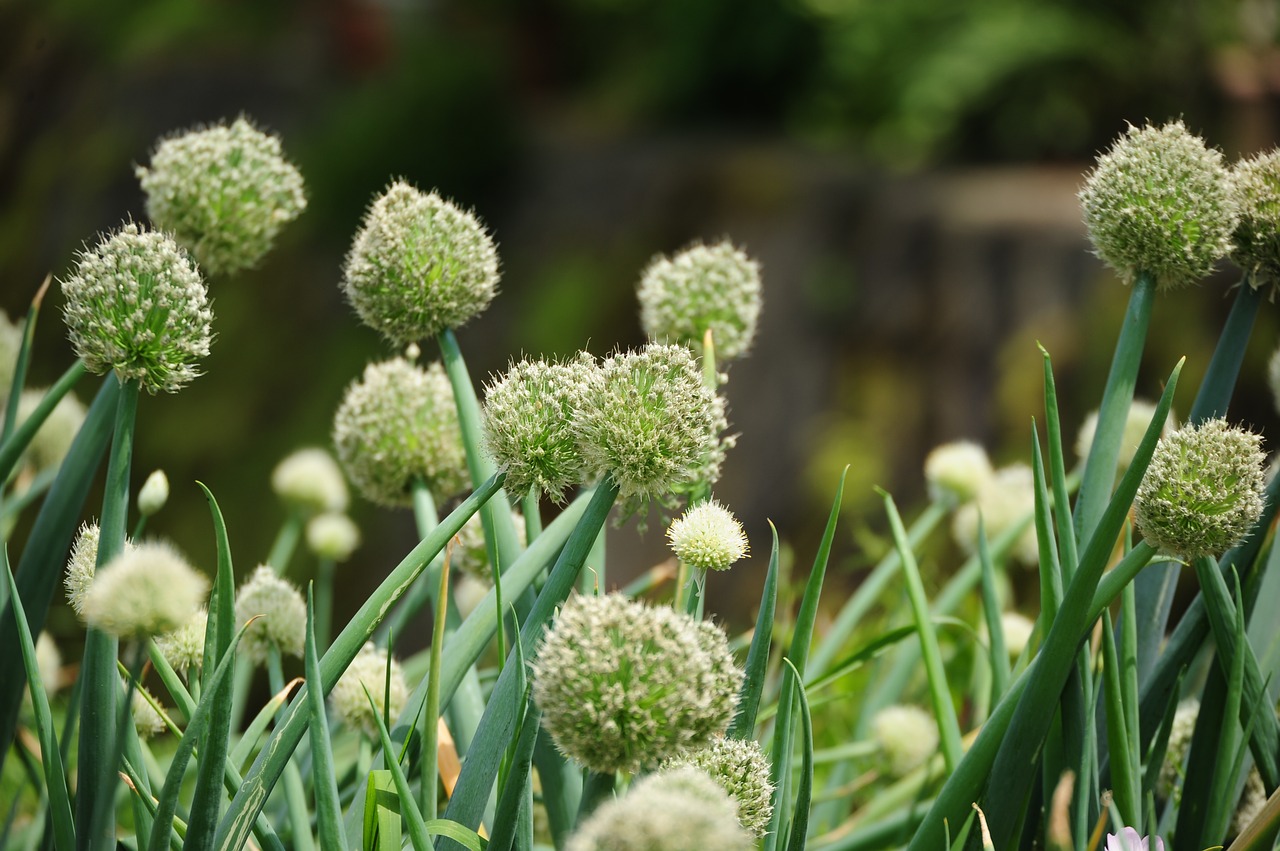 An Easy-to-Follow Welsh Onion Growing Guide - Garden and Happy