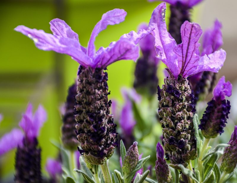 5 Extraordinary Lavender Plant Varieties to Explore for Different Uses ...
