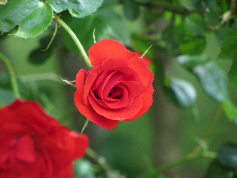 The Complete Miniature Roses Care Guide - Garden and Happy