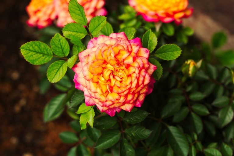 The Complete Miniature Roses Care Guide - Garden and Happy