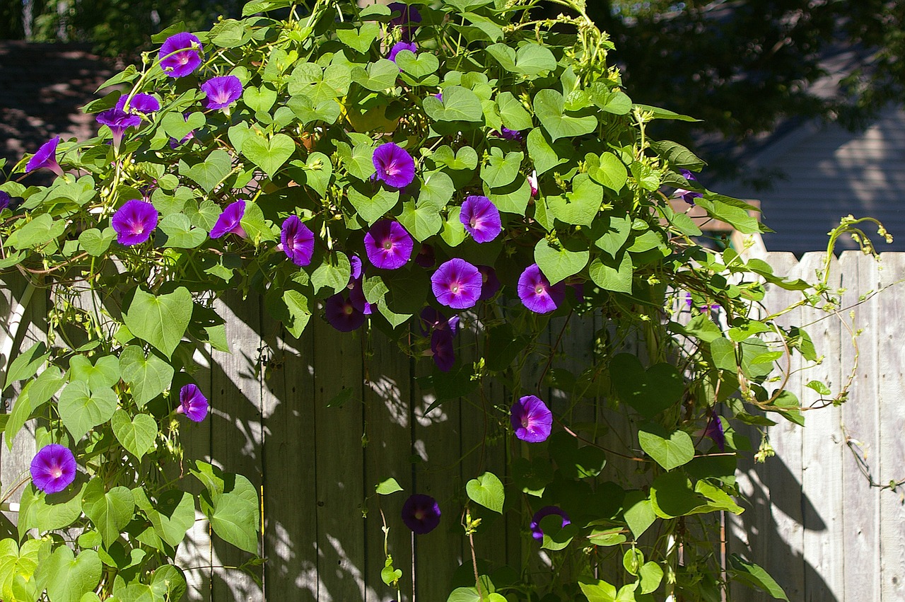 A Complete Morning Glory Growing Guide and 4 Varieties to Inspire You ...