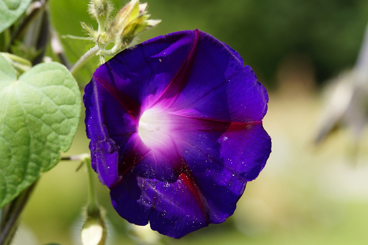 A Complete Morning Glory Growing Guide and 4 Varieties to Inspire You ...