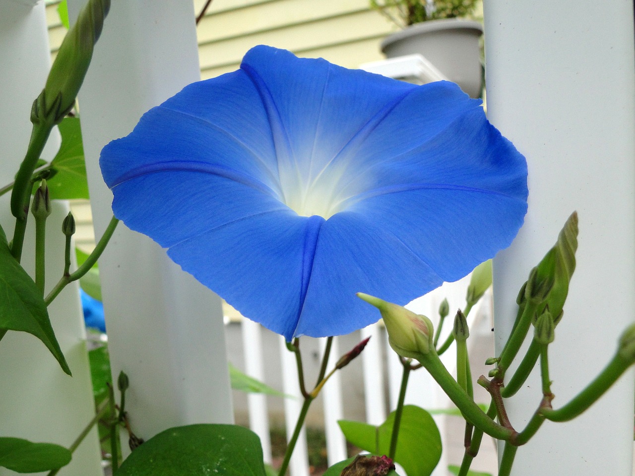 A Complete Morning Glory Growing Guide and 4 Varieties to Inspire You ...