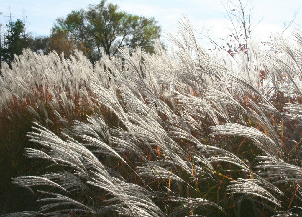 4 Ways to Clear Ornamental Grasses and How to Manage Their Growth ...