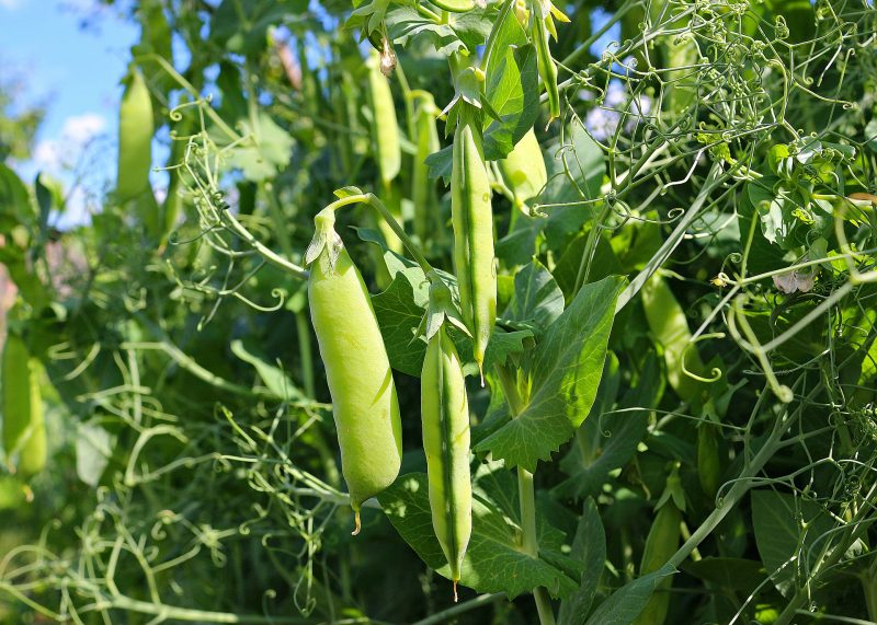 How to Grow Peas in Your Backyard - Garden and Happy