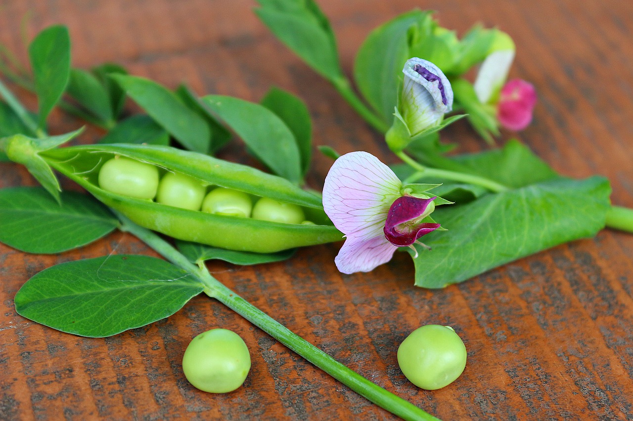 How to Grow Peas in Your Backyard - Garden and Happy