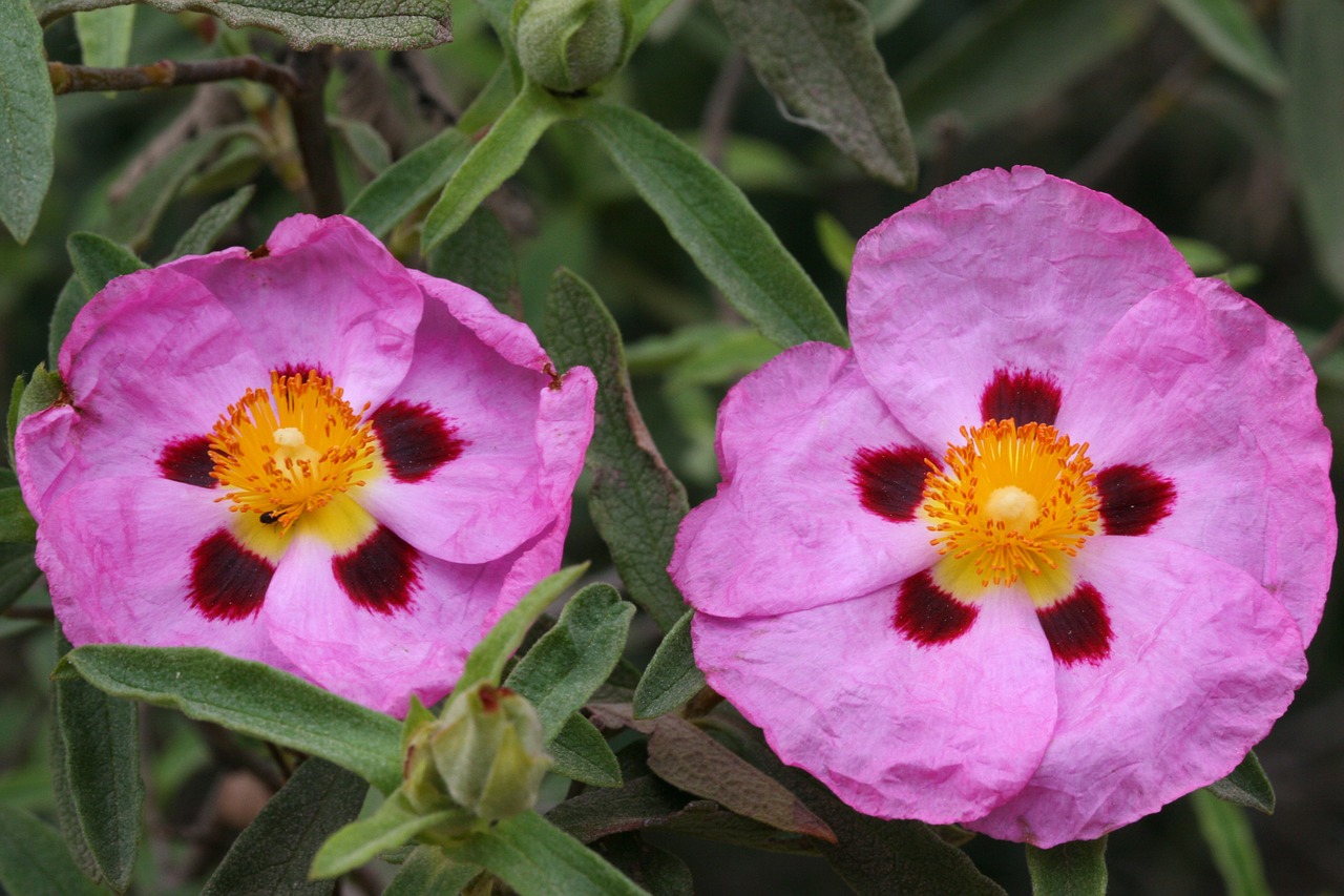 7 of the Most Beautiful Cistus Varieties (Rockroses) for Your Garden ...