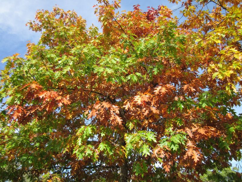 17 of the Most Popular Fast Growing Shade Trees for Your Yard - Garden ...