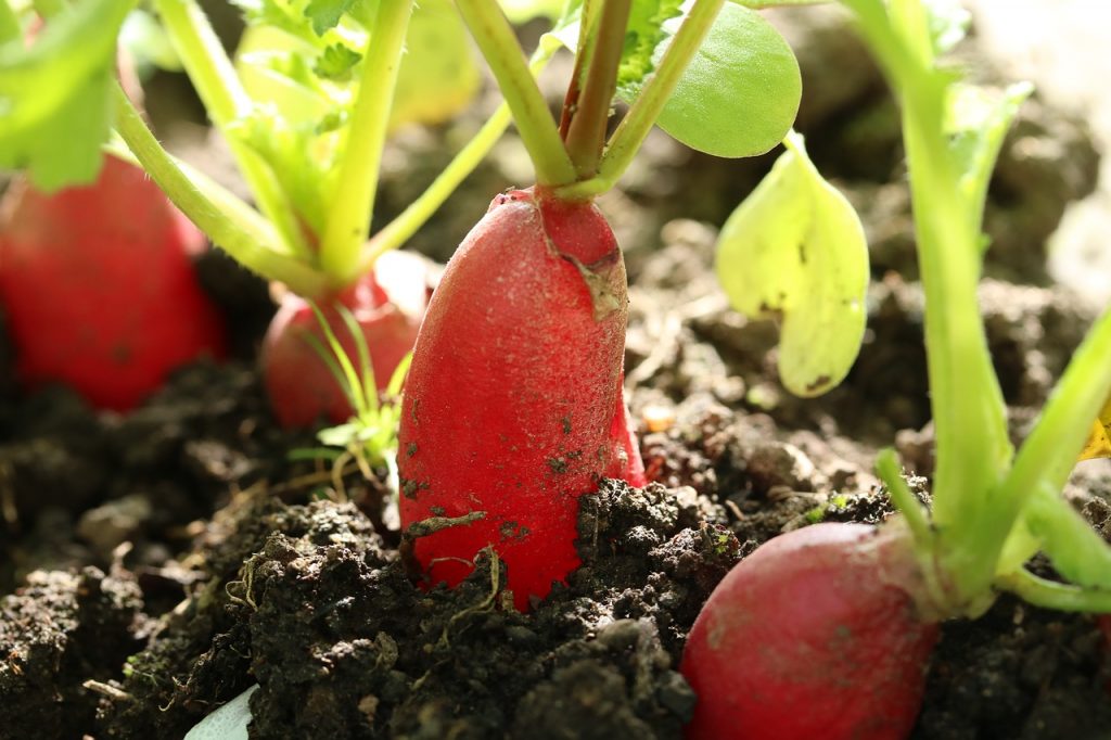 How to Grow Radishes in Your Garden - Garden and Happy