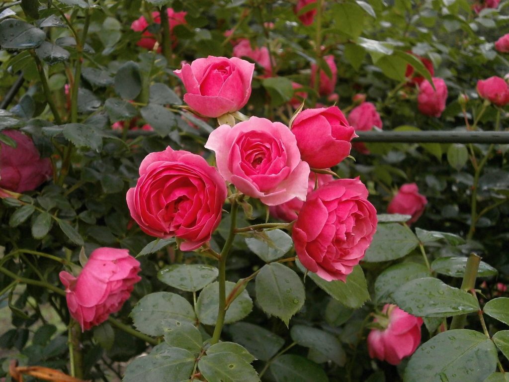 The Complete Miniature Roses Care Guide - Garden and Happy