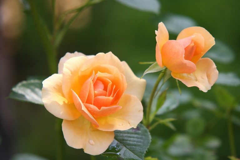 The Complete Miniature Roses Care Guide - Garden and Happy