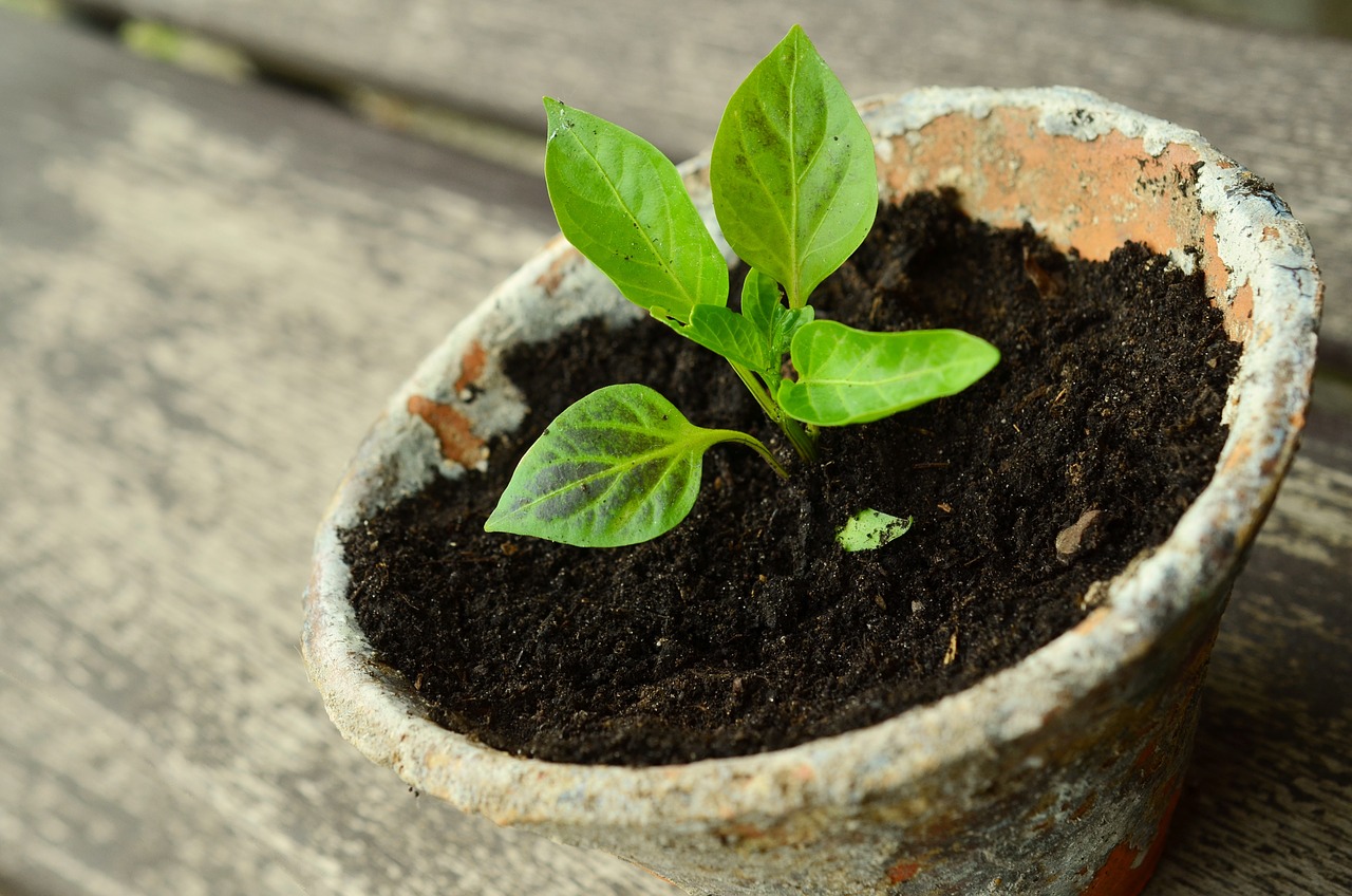 A Complete Morning Glory Growing Guide and 4 Varieties to Inspire You ...