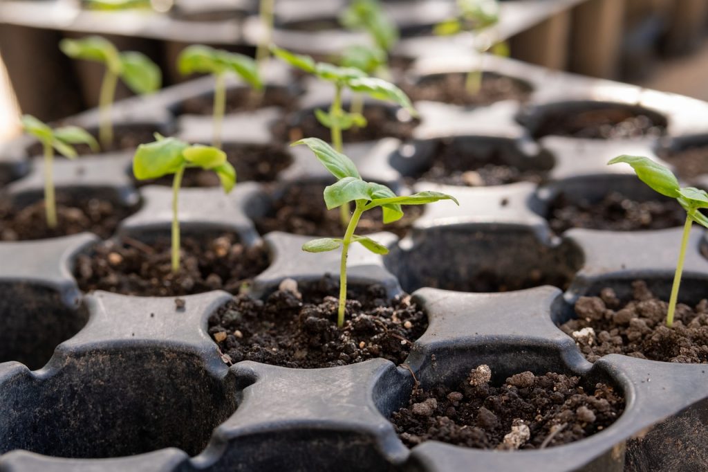 How to Identify and Eliminate Damping Off Disease - Garden and Happy