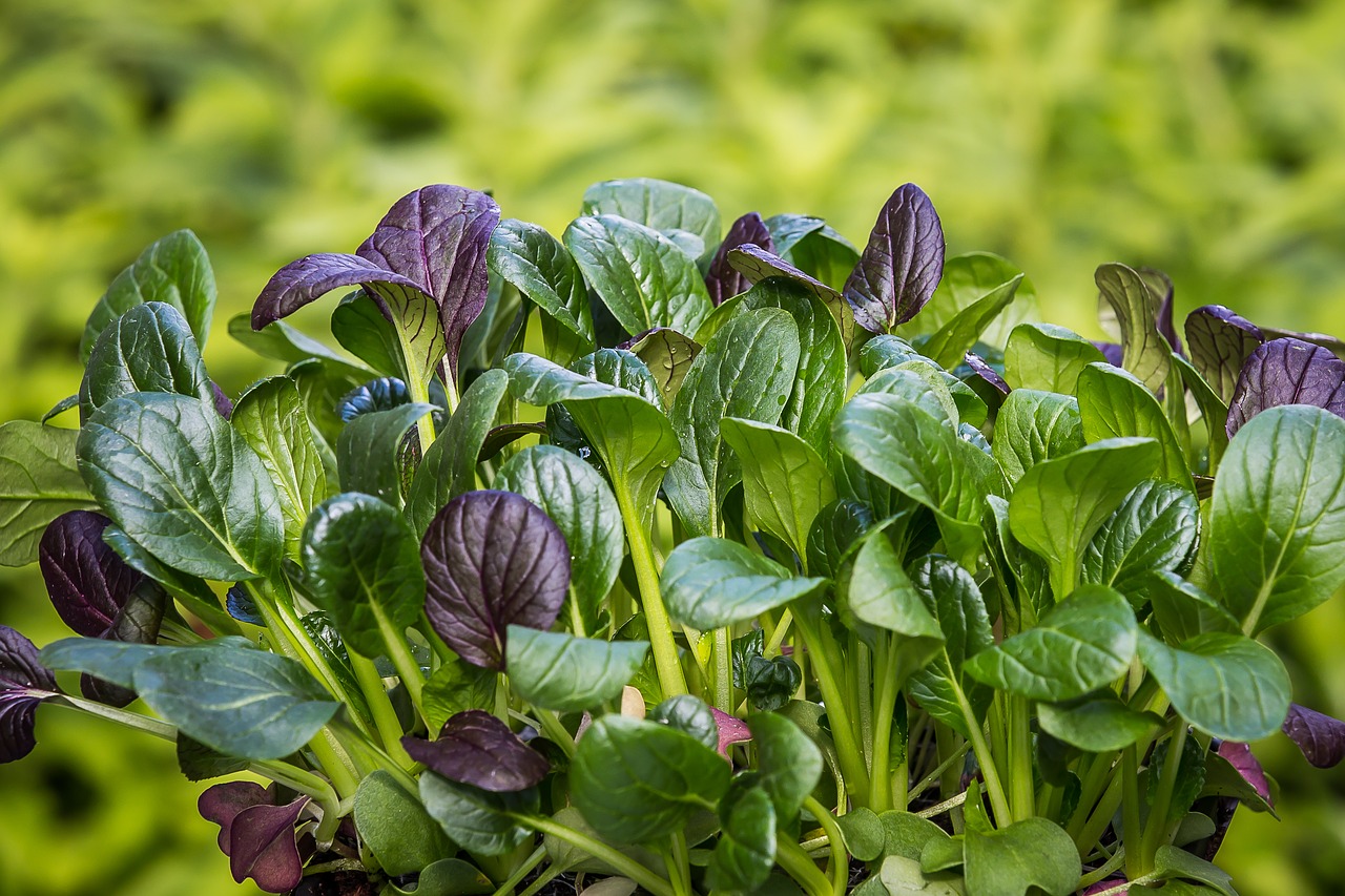 How to Grow the Healthiest, Most Productive Spinach Plants Ever ...
