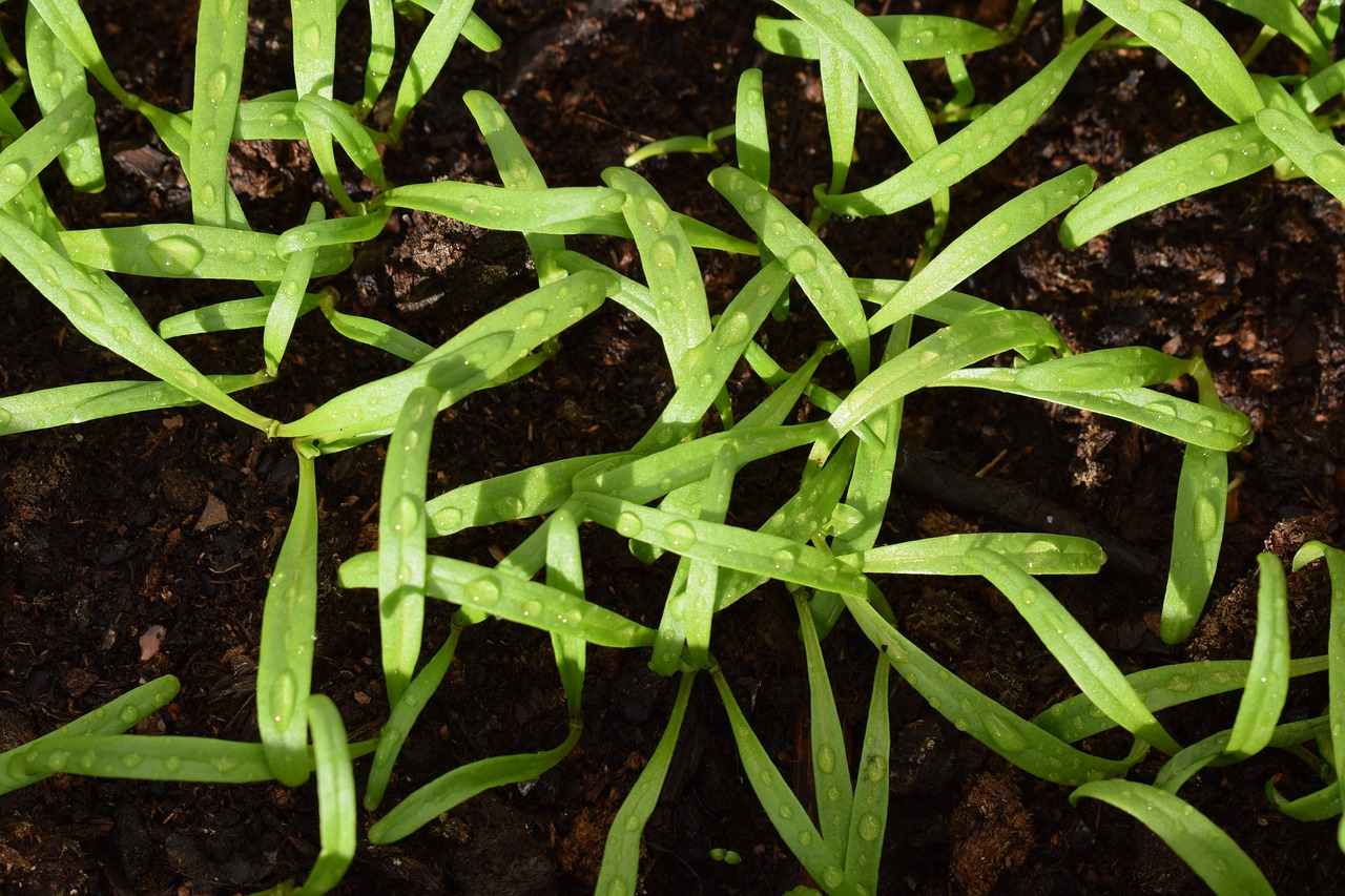 How to Grow the Healthiest, Most Productive Spinach Plants Ever ...