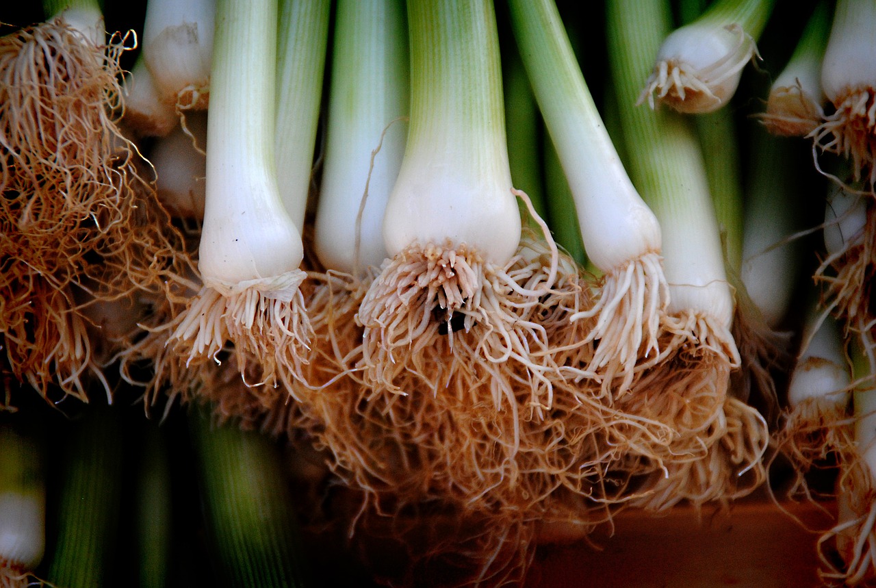 An Easy-to-Follow Welsh Onion Growing Guide - Garden and Happy