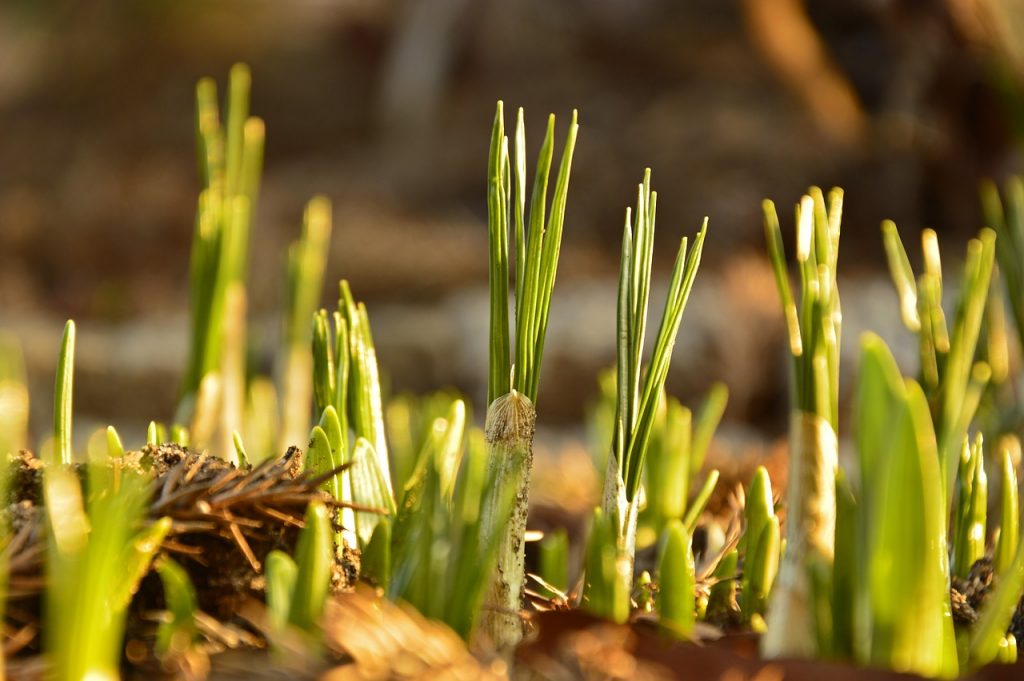 An Easy-to-Follow Welsh Onion Growing Guide - Garden and Happy