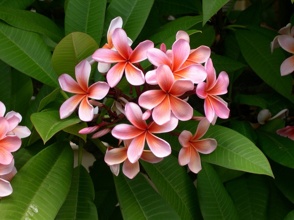 How to Create a Beautiful Tropical Garden in Your Own Backyard - Garden ...