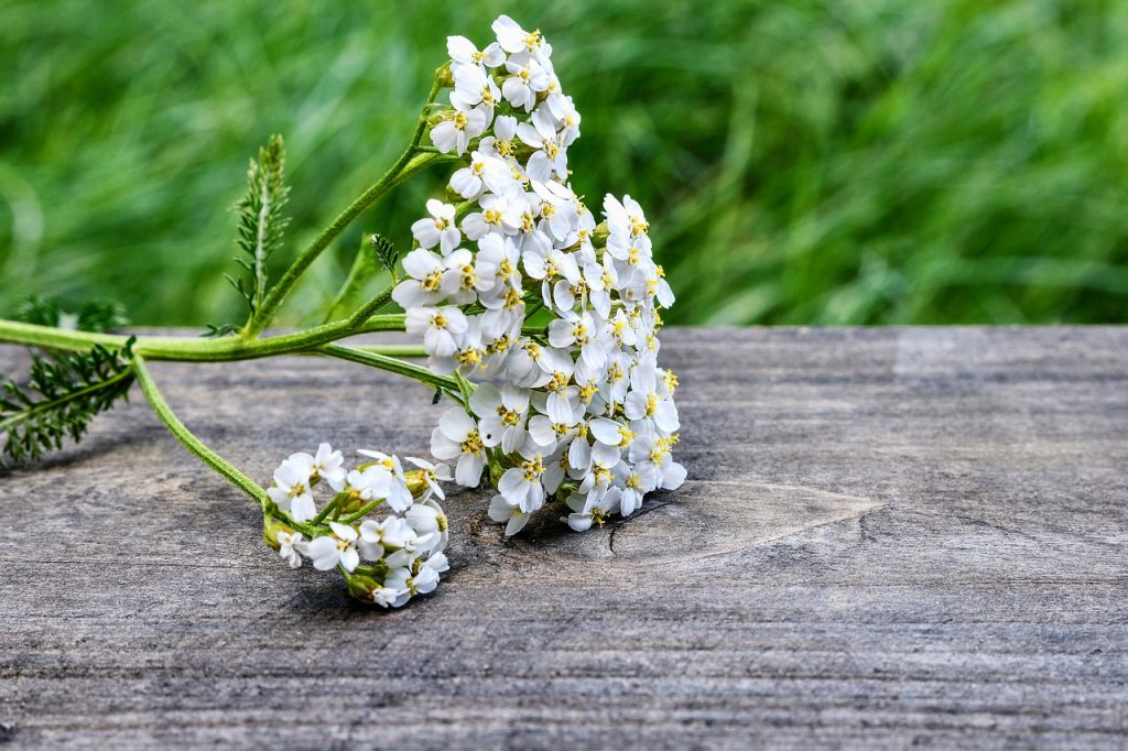 15 Reasons Why You Should Consider Growing Yarrow in Your Garden ...