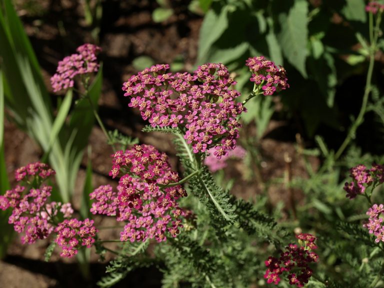 15 Reasons Why You Should Consider Growing Yarrow in Your Garden ...