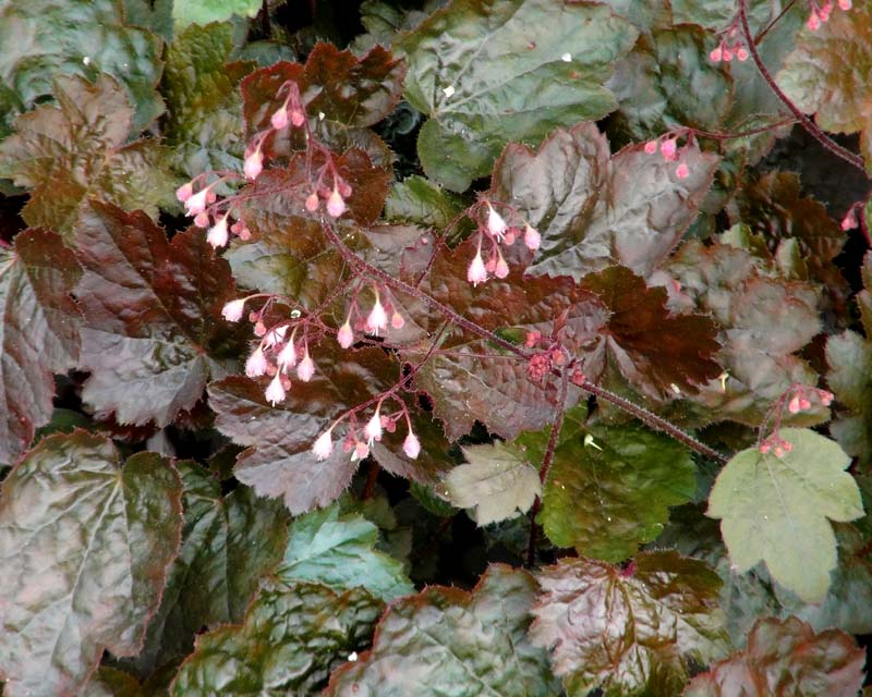 Coral Bells (Heuchera) Grow and Care Guide - Garden and Happy