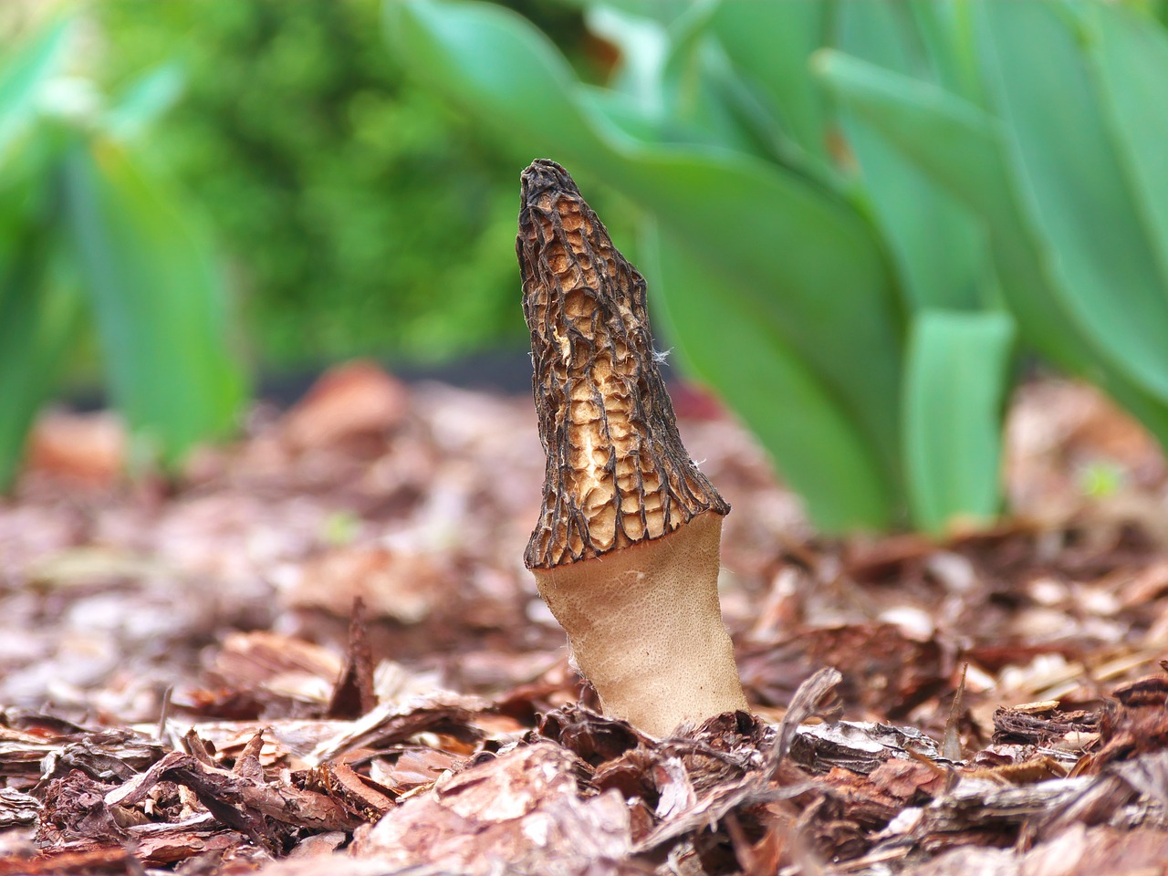 An Easy to Follow Guide to Growing Morel Mushrooms at Home - Garden and ...