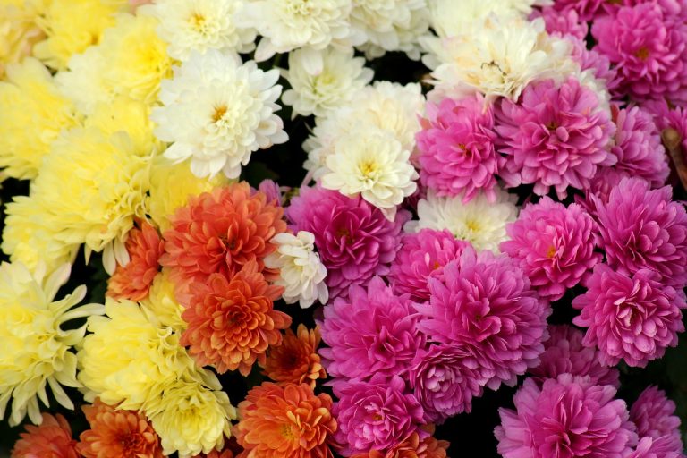 A Complete Guide to Cultivating Colorful Chrysanthemum Flowers - Garden ...