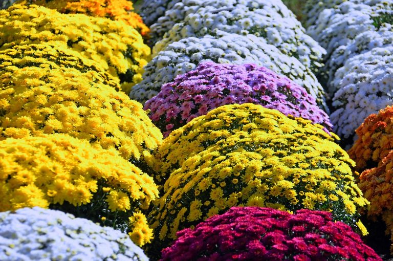 A Complete Guide to Cultivating Colorful Chrysanthemum Flowers - Garden ...