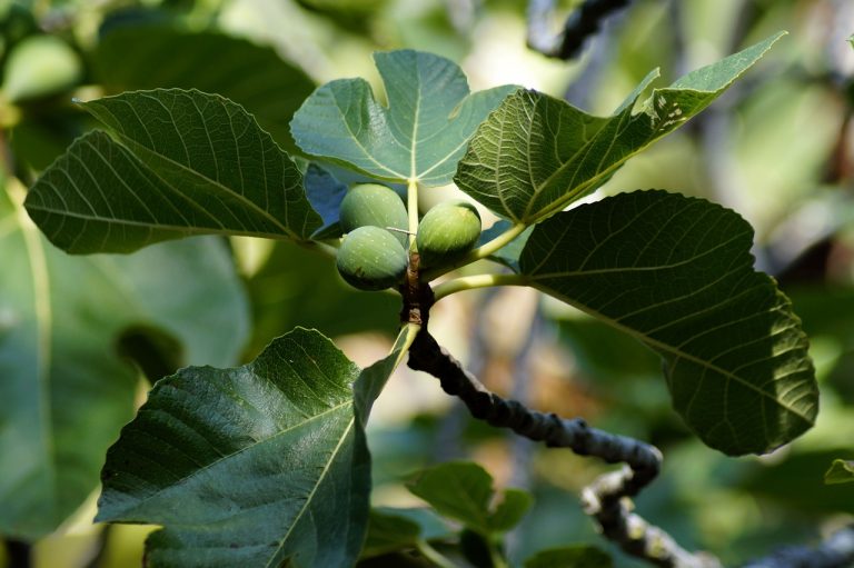 A Comprehensive Guide to Growing A Fruit-Bearing Fig Tree Indoors ...