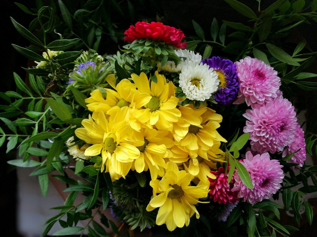 A Complete Guide to Cultivating Colorful Chrysanthemum Flowers - Garden ...