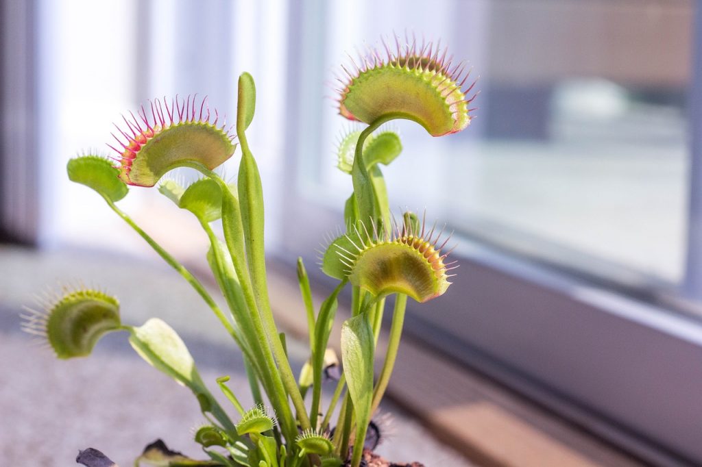 The Ultimate Venus Fly Trap Care and Growing Guide - Garden and Happy