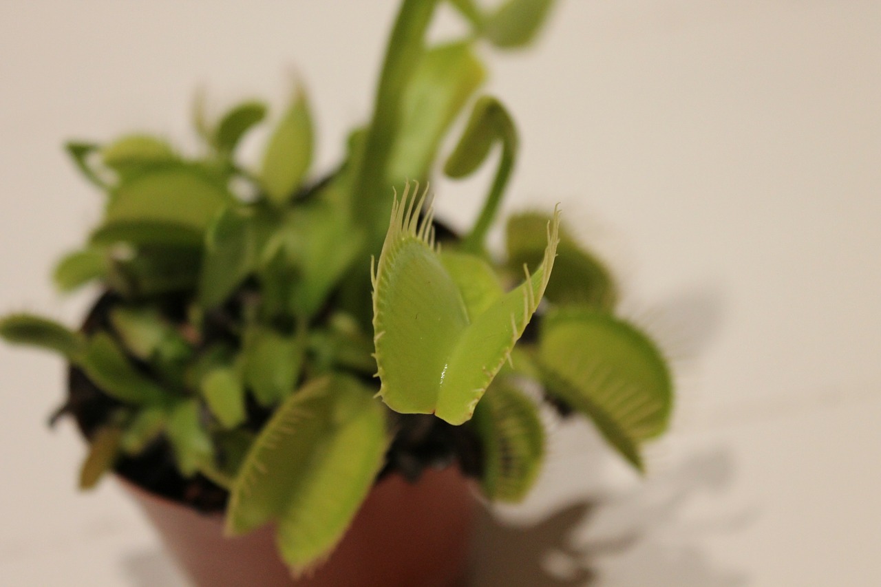 The Ultimate Venus Fly Trap Care and Growing Guide - Garden and Happy