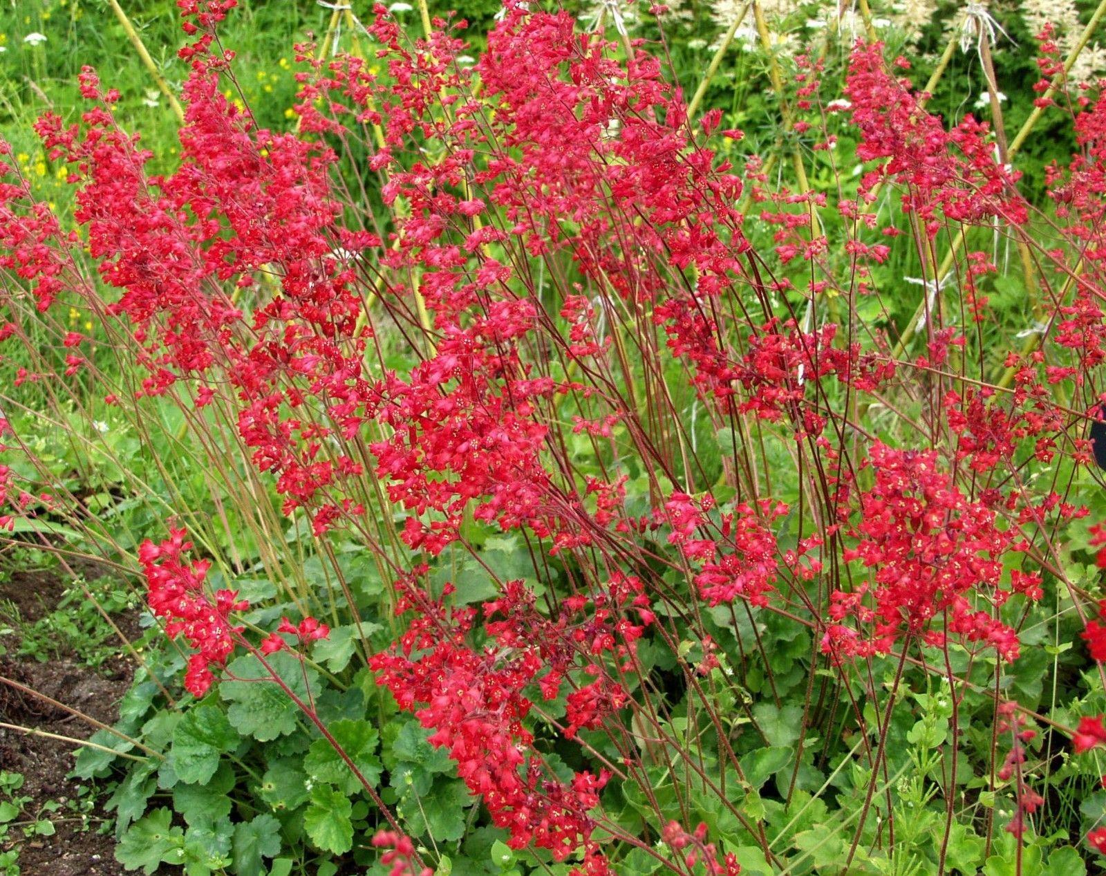 Coral Bells (Heuchera) Grow and Care Guide - Garden and Happy