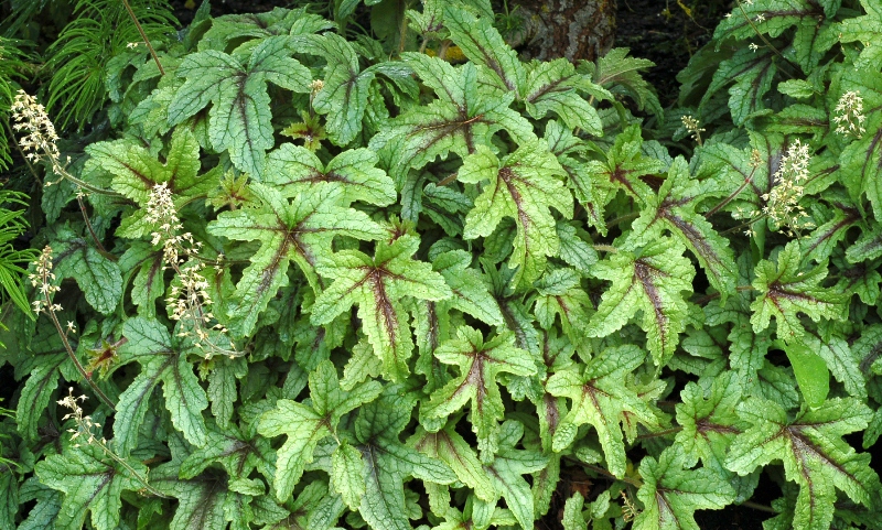 Coral Bells (Heuchera) Grow and Care Guide - Garden and Happy